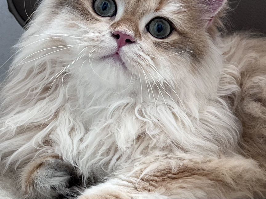 Похититель вашего сердечка - пушистый британец