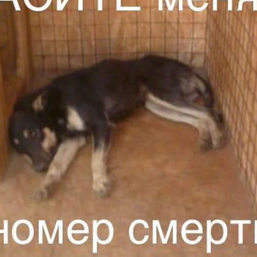 Собака в добрые руки