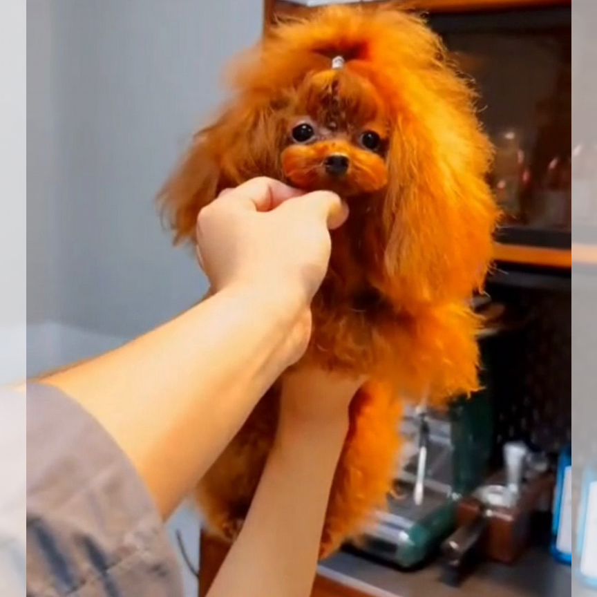 Той-пудель, взрослый пёс