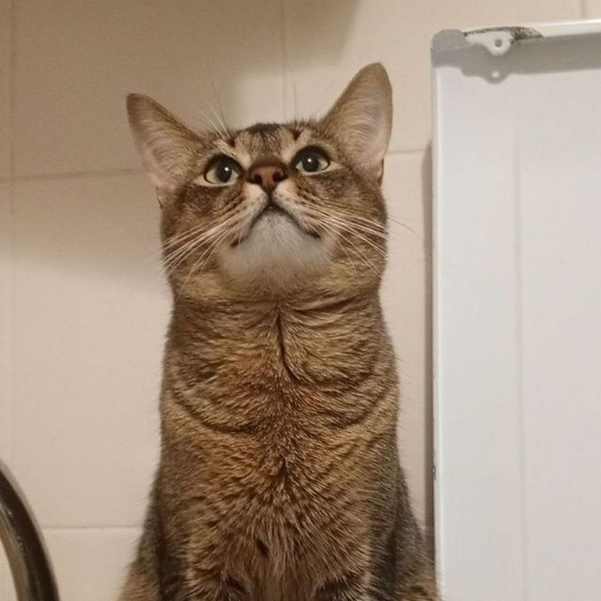 Котик