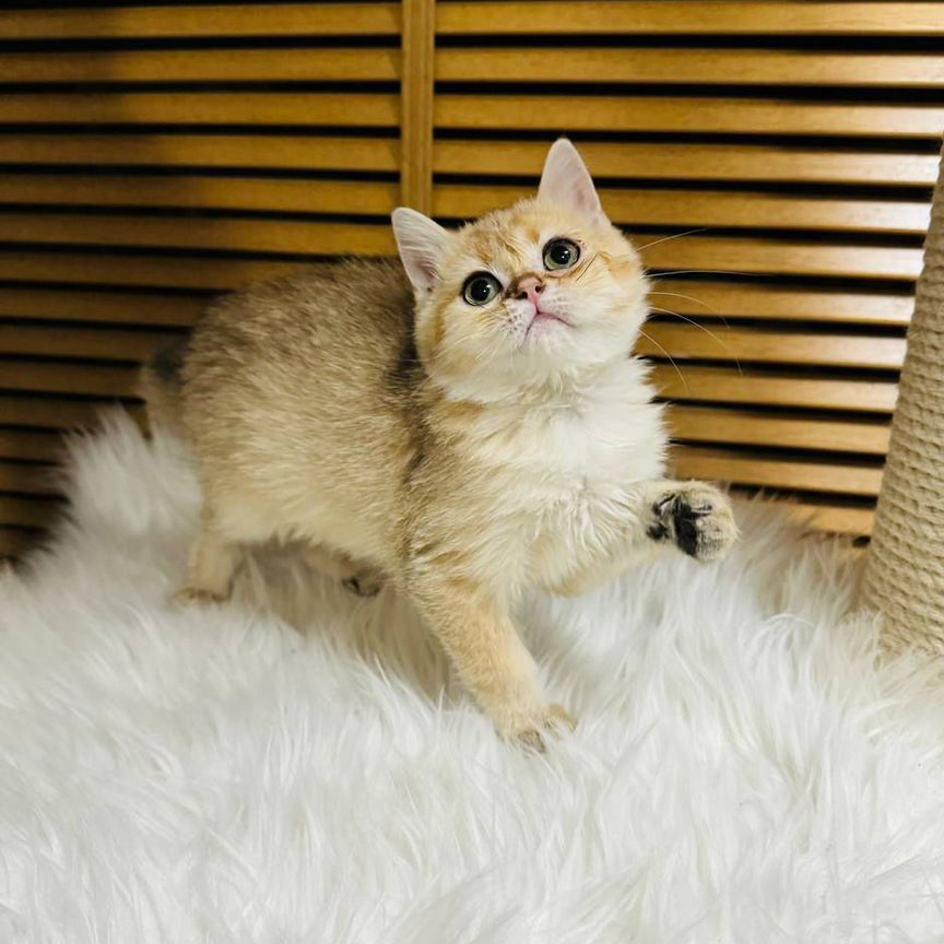 Шотландский прямоухий короткошёрстный котёнок