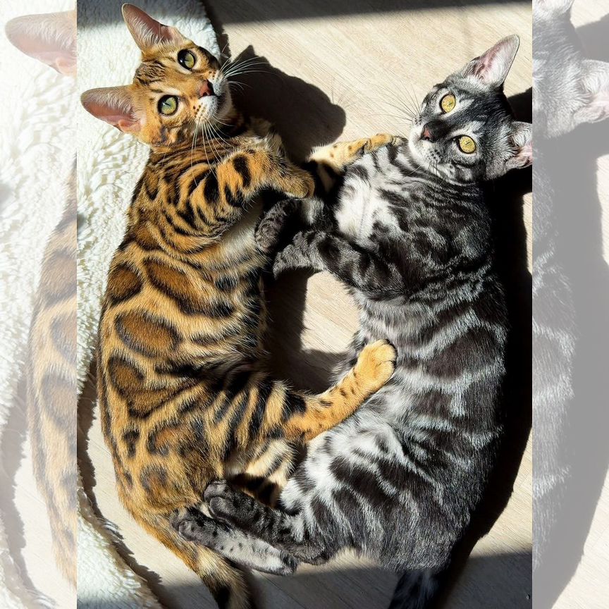 Бенгальские котята
