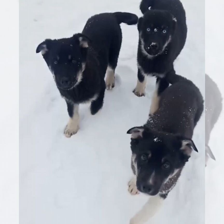 Щенки помесь восточно европейской овчарки