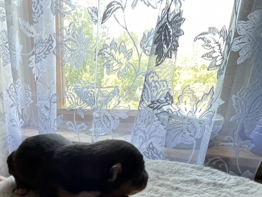 Щенки чорки