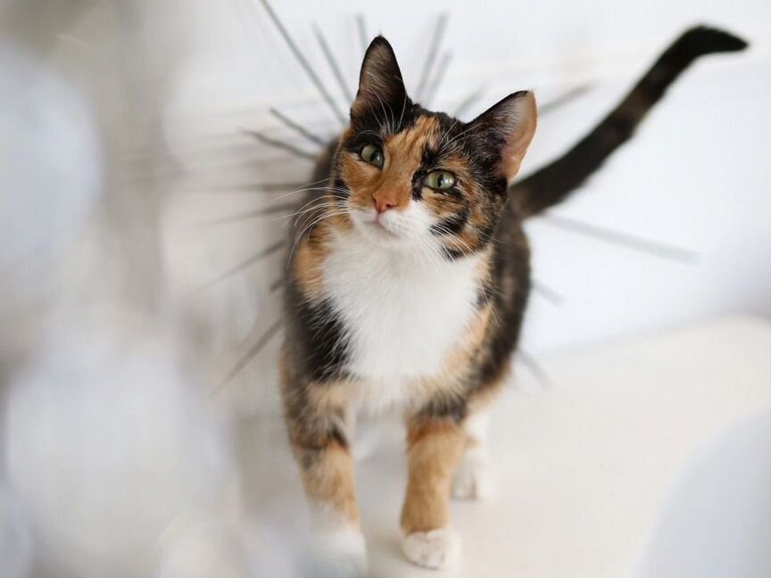 Кошка