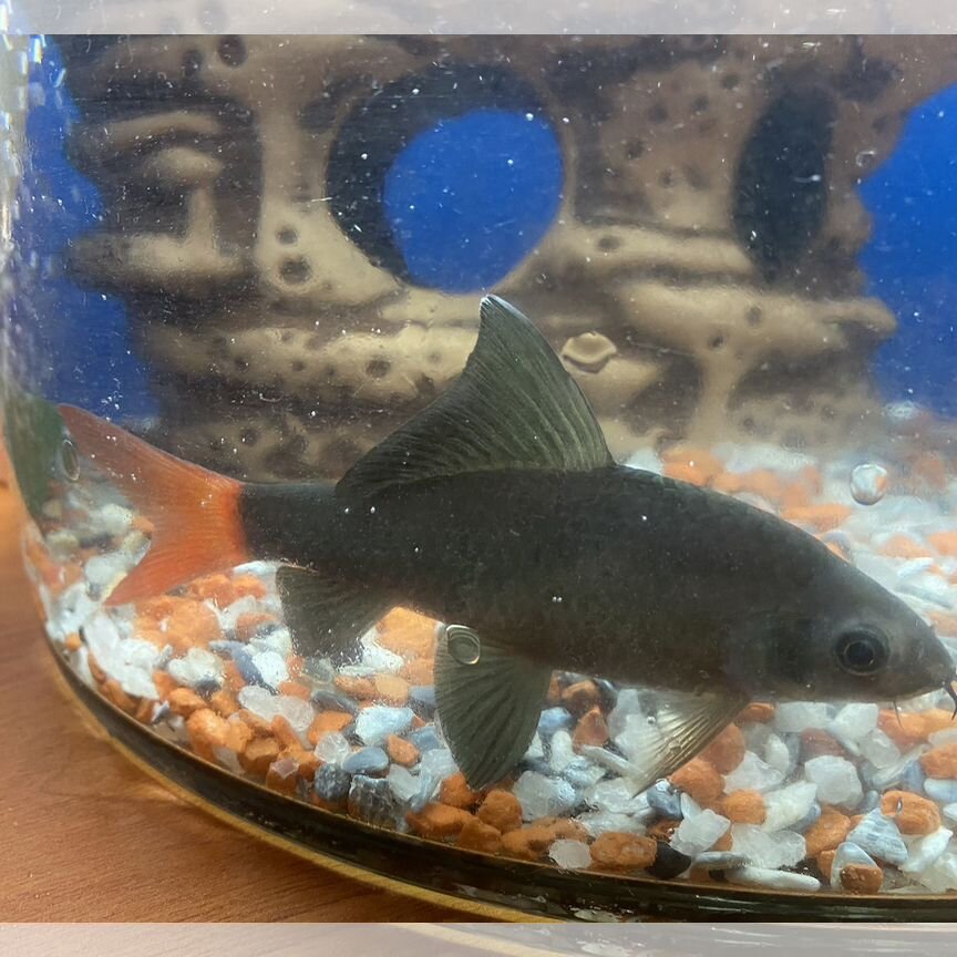 Лабео биколор аквариумная рыбка