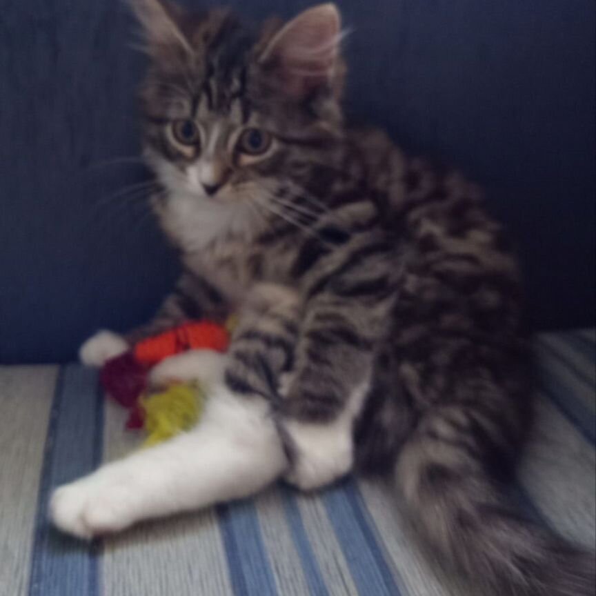 Красивая и ласковая кошечка ищет дом