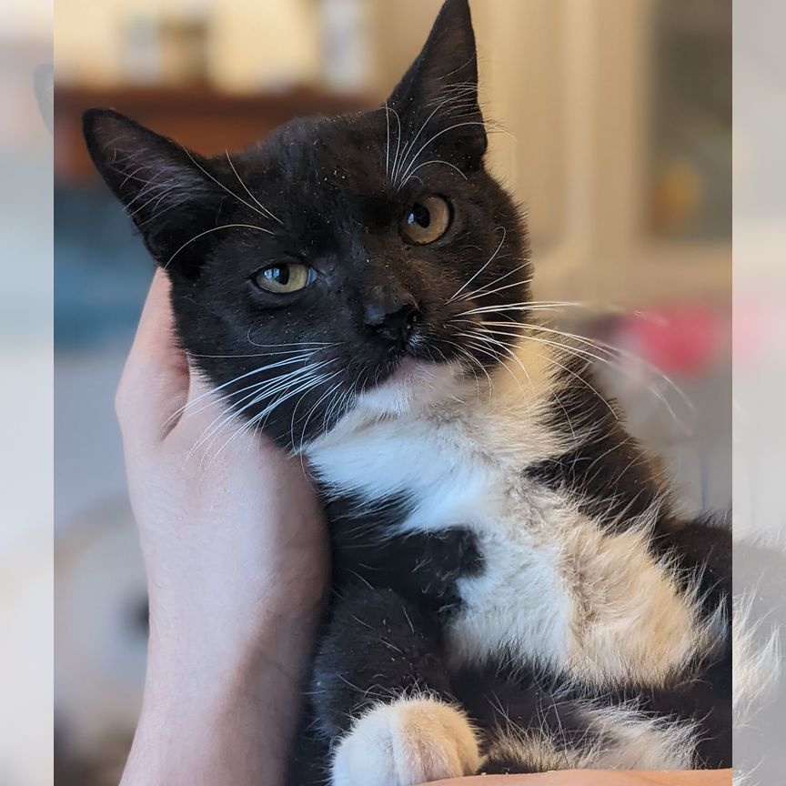 Котёнок в добрые руки