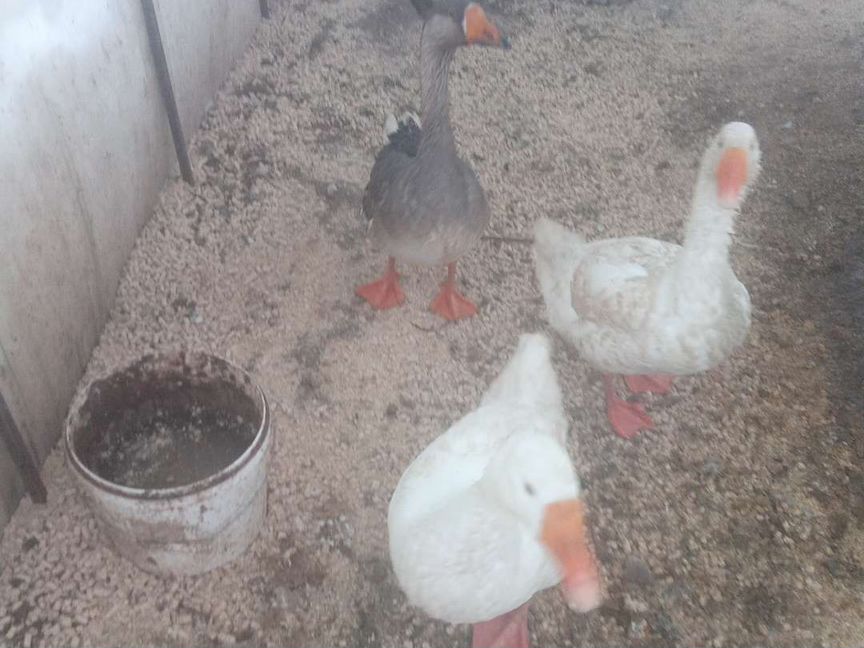 Гуси Линда Серый кардинал