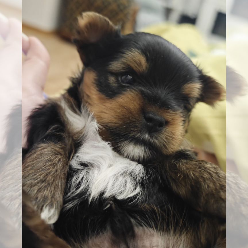 Йоркширский терьер