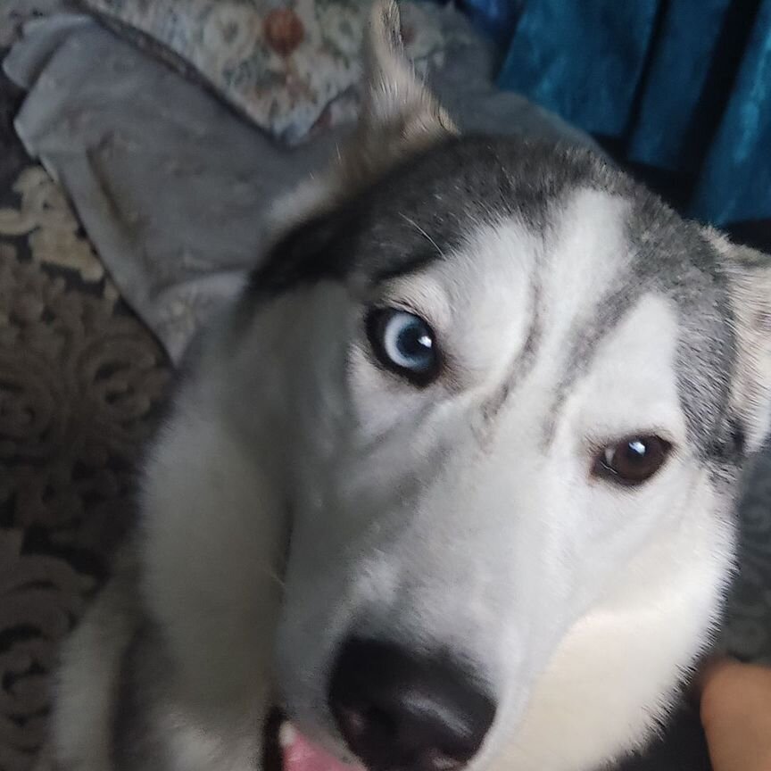 Сибирский хаски