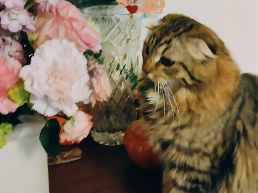 Котята вислоухие