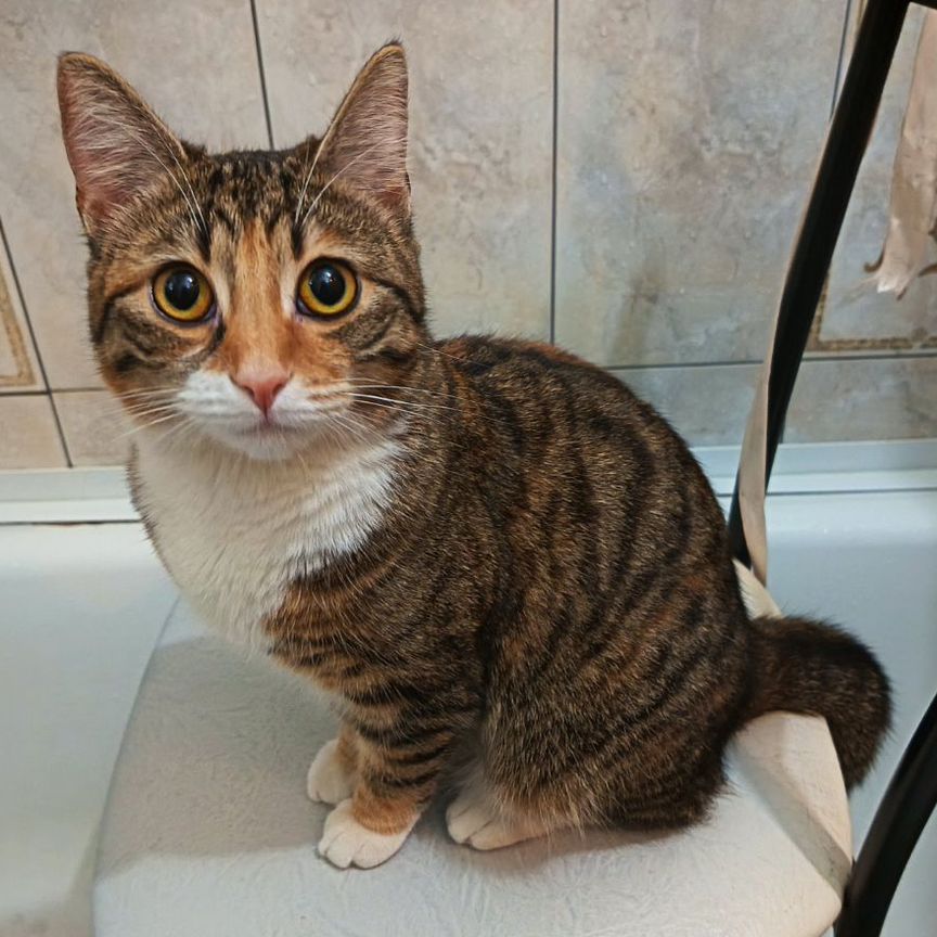 Эльф котёнок