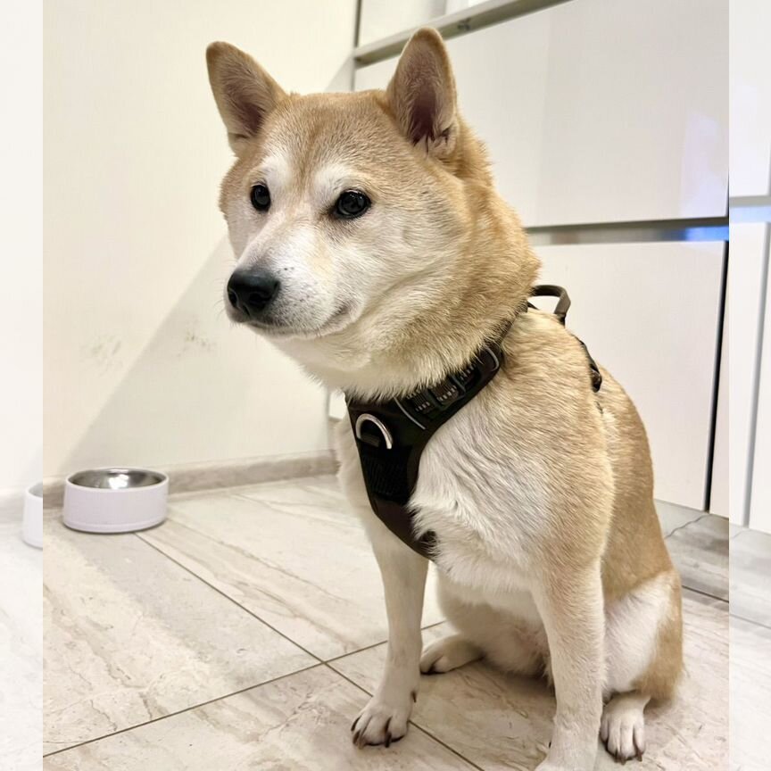 Шлейка для собаки Truelove