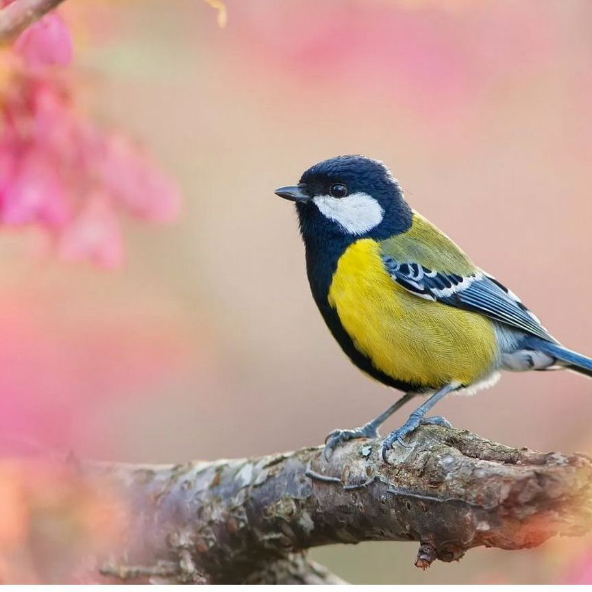 Попугайчик