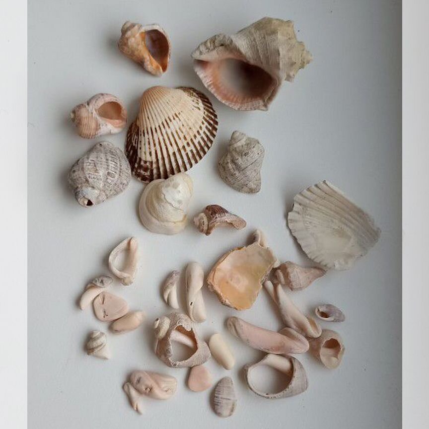 Ракушки морские