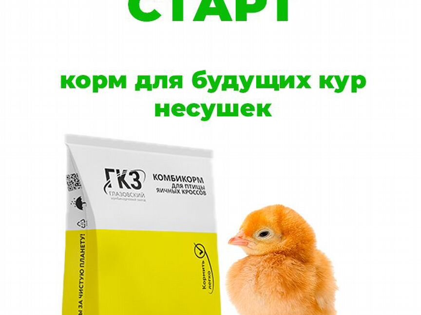 Старт для кур несушек