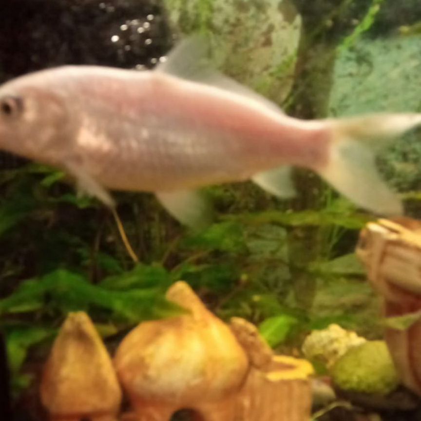 Крупные рыбы в аквариум