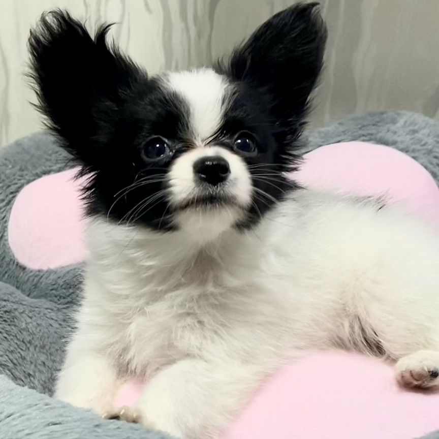 Континентальный той-спаниель папильон, щенок