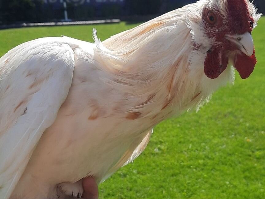 Молодые петухи