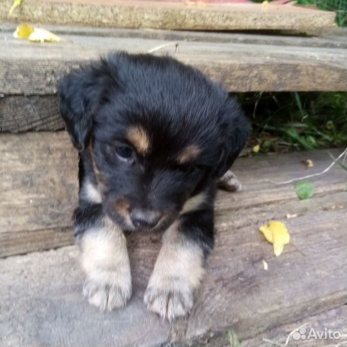 Щенки 1 мес, от небольшой собачки, ниже колена