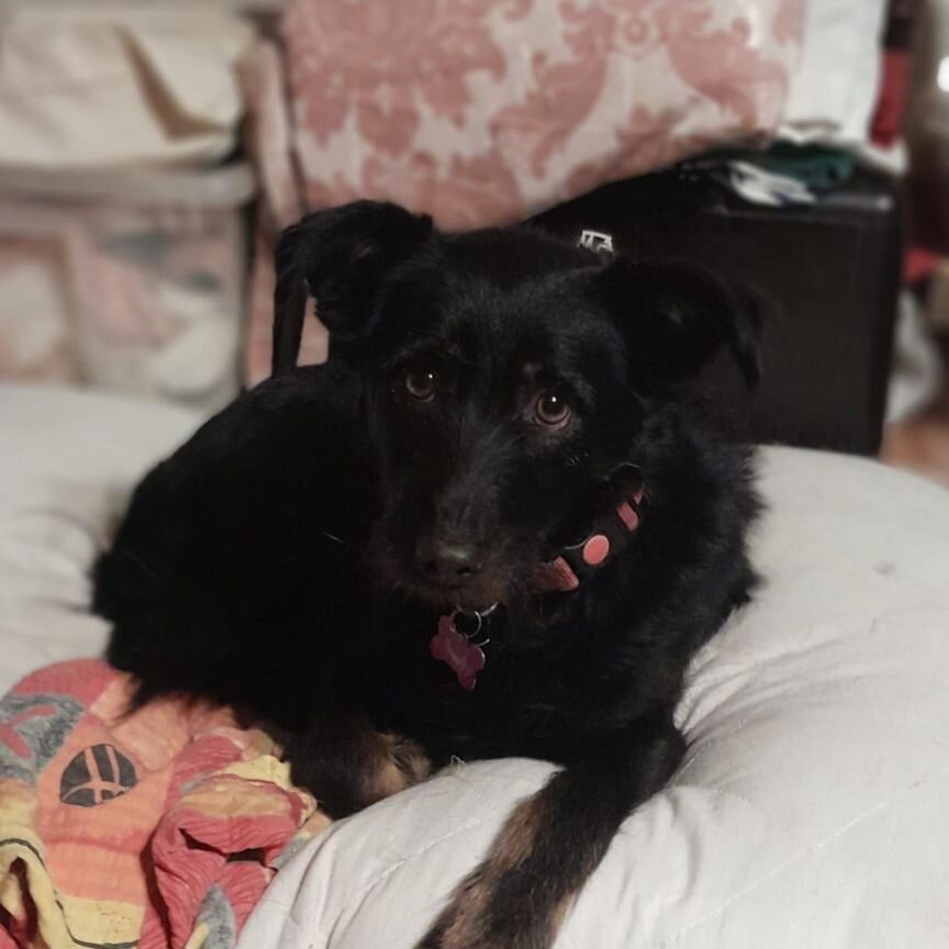 Собака в добрые руки