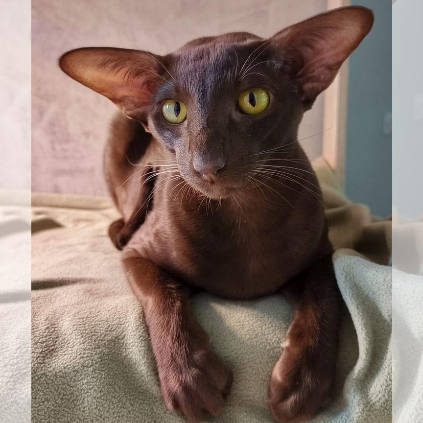 Ориентальная кошка, взрослая