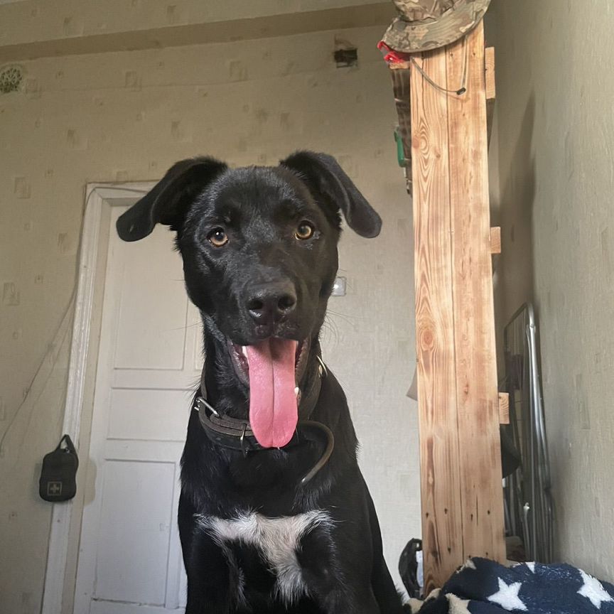 Щенки метисы в добрые руки