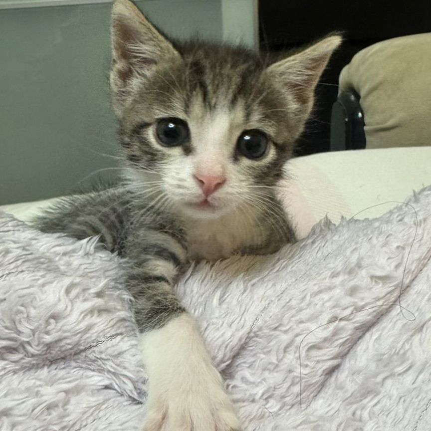 Котёнок в добрые руки