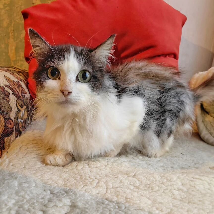 Кошечка