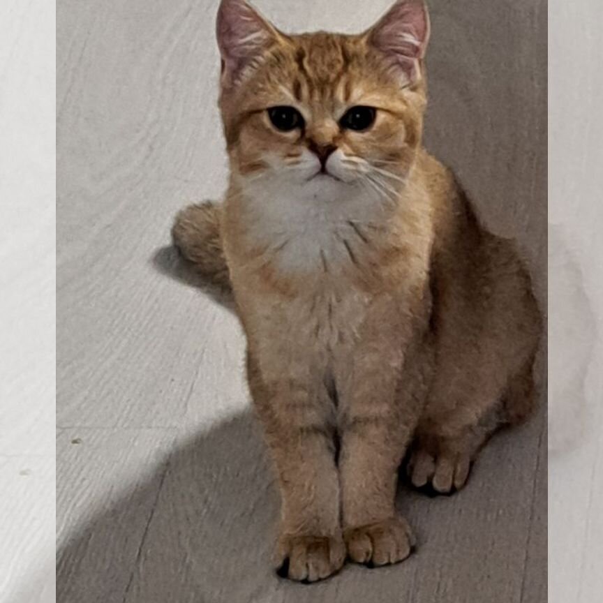 Шотландский вислоухий короткошёрстный котёнок