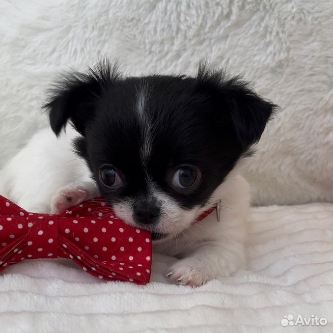 Чишки мальчишки ждут мамочку