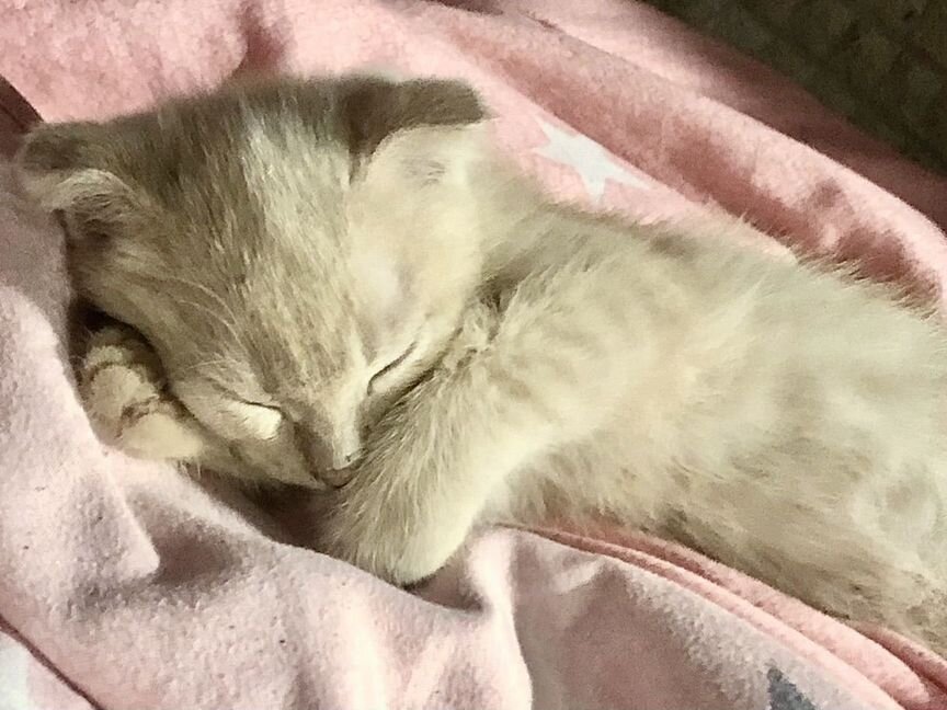 Котеной вислоухий мальчик