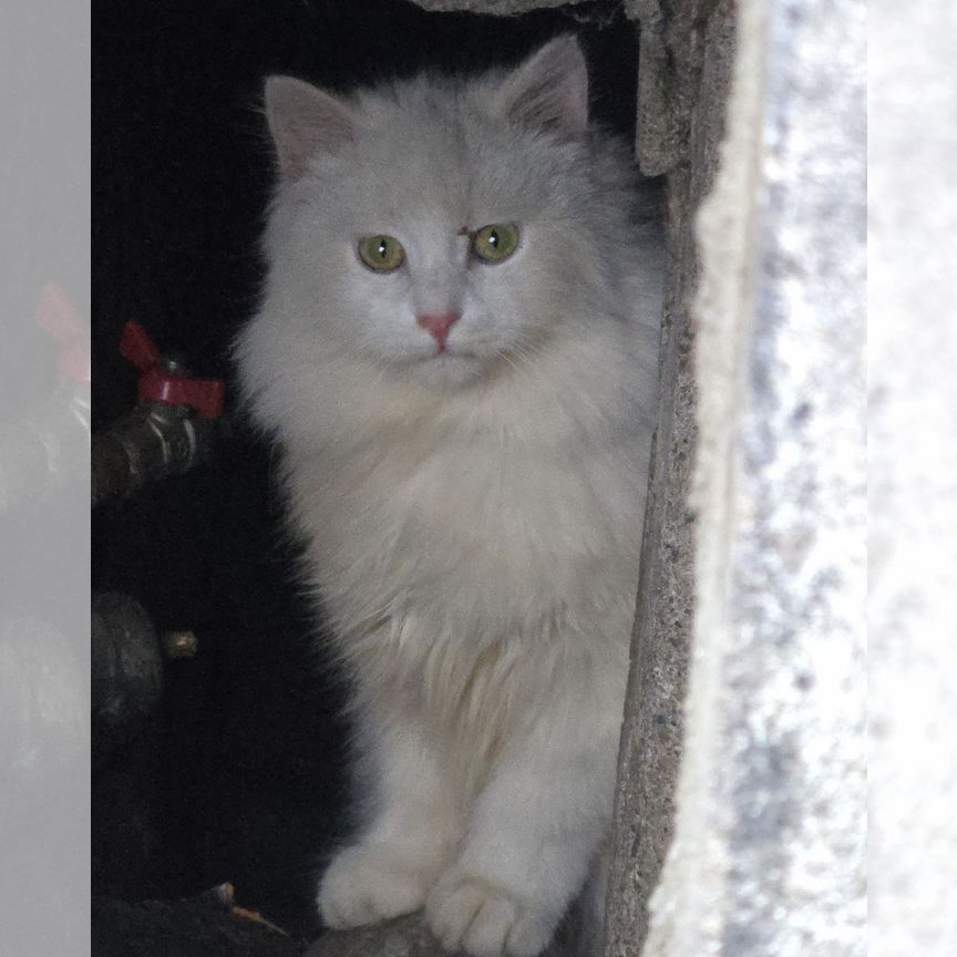 Взрослая, Девочка кошка в добрые руки