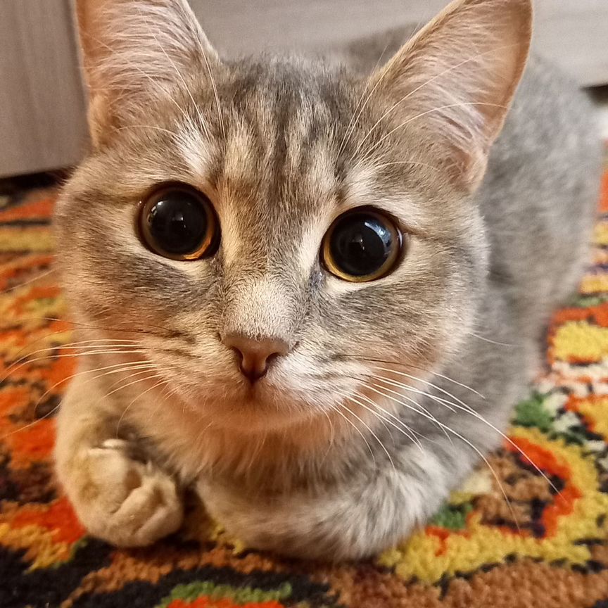 Взрослая, Девочка кошка в добрые руки