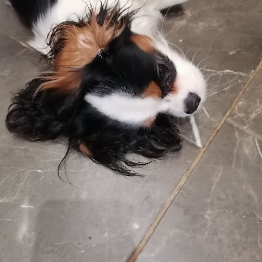 Кинг чарльз спаниель