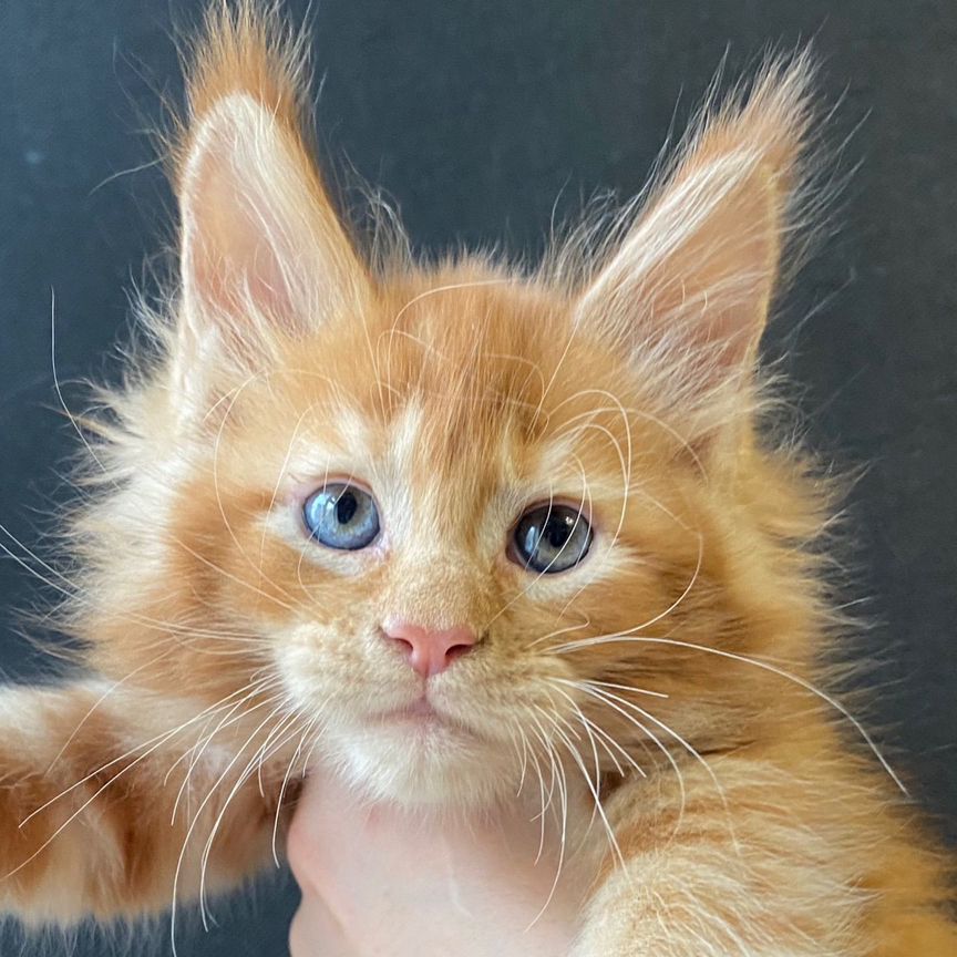 Мейн-кун мальчик красный мрамор