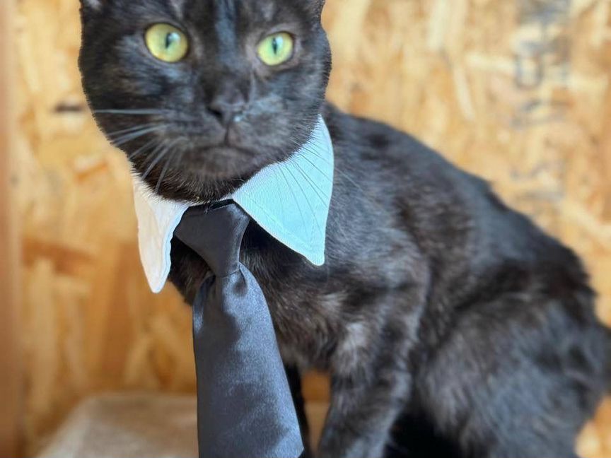 Котик Пиксель ищет дом