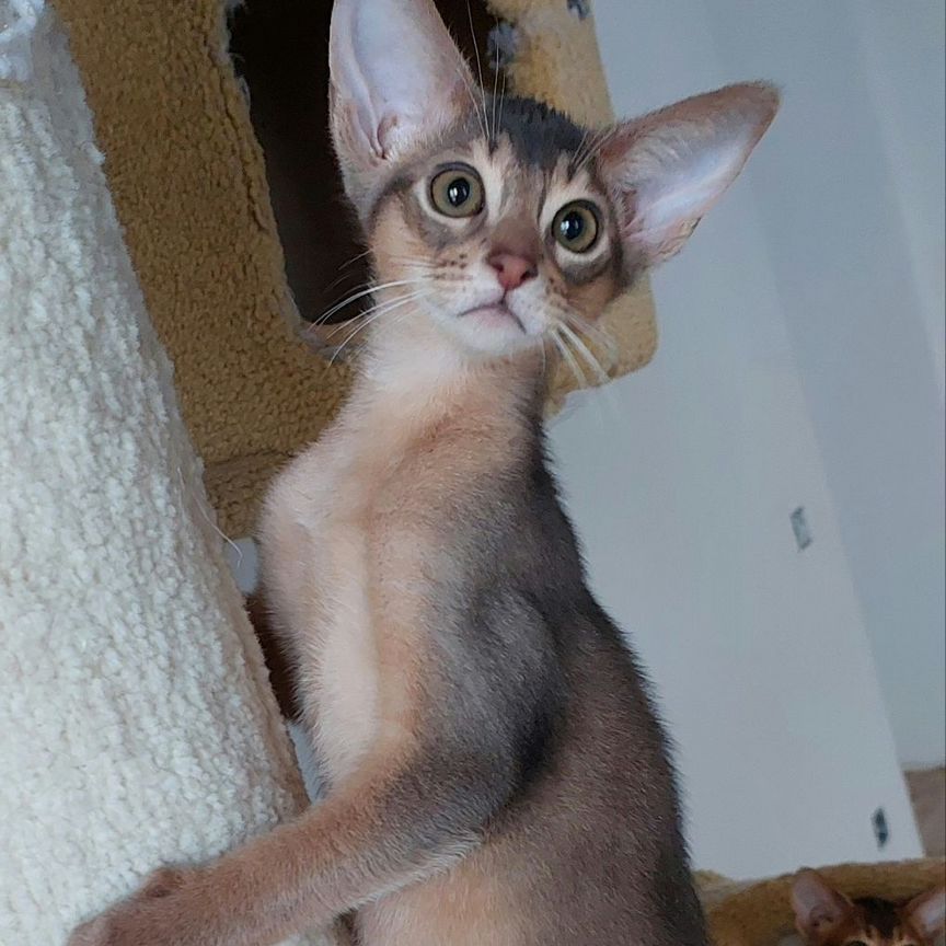 Абиссинский котик