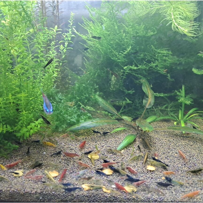 Аквариумные креветки