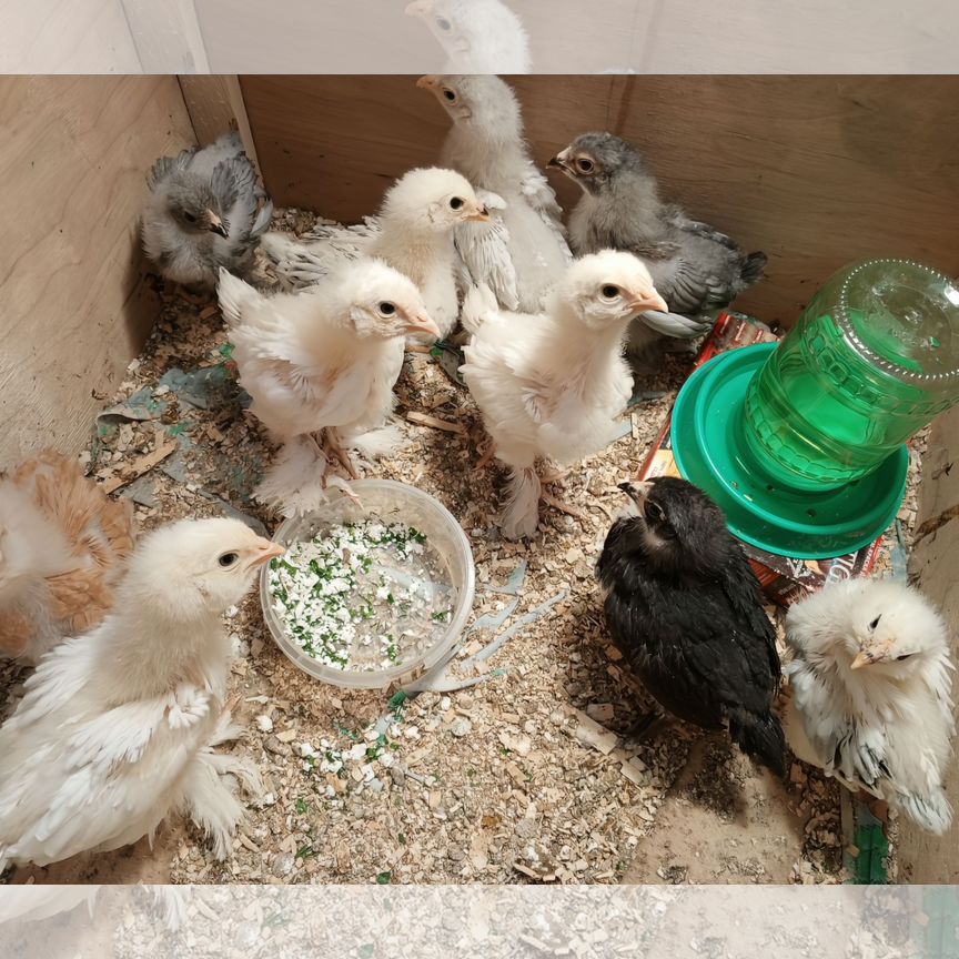 Цыплята Брама