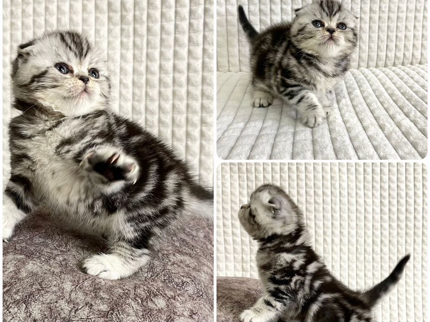 Шотландсие вислоухие котята