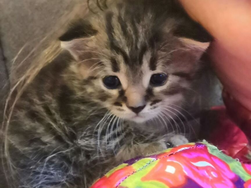 Котик 1 мес бесплатно