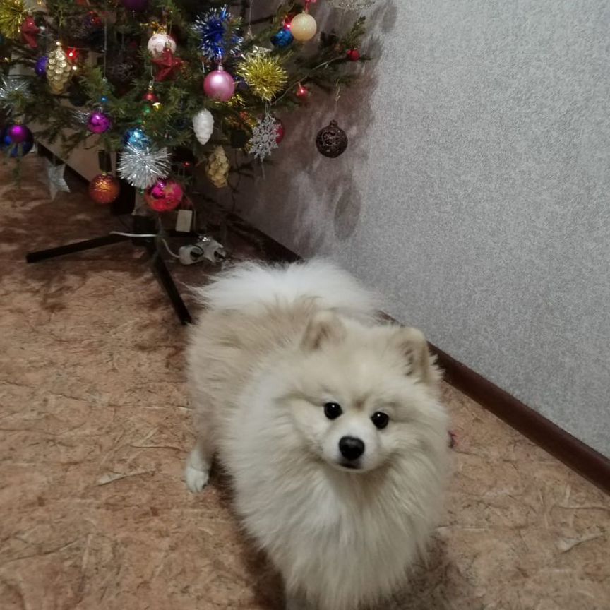 Отдам Шпица в хорошие руки