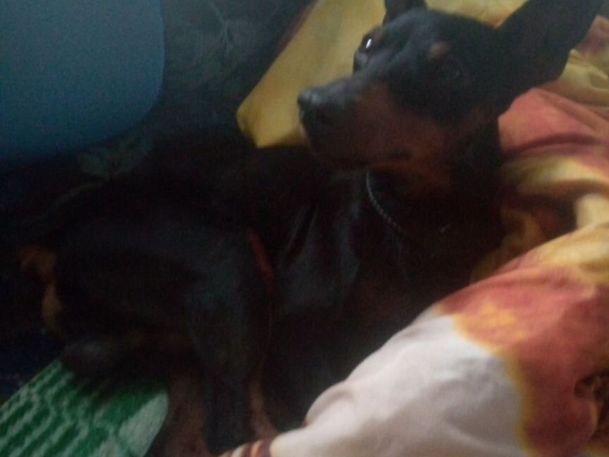 Вязка собак мини доберман подойдёт тойчик