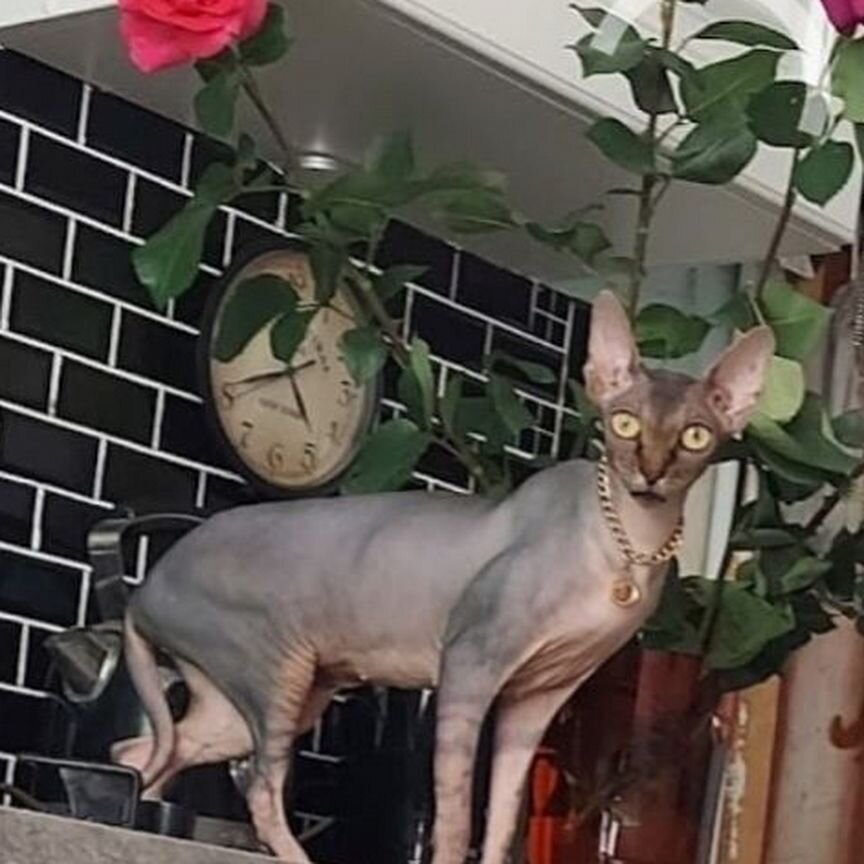 Котенок канадский Сфинкс