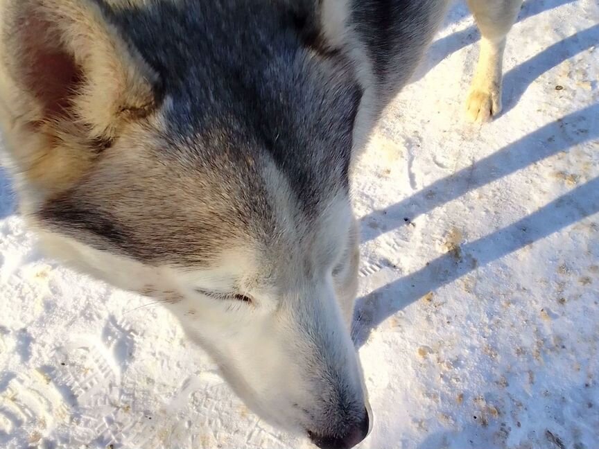 Хаски/Лайка Кобель Молодой потеряна живёт на улице