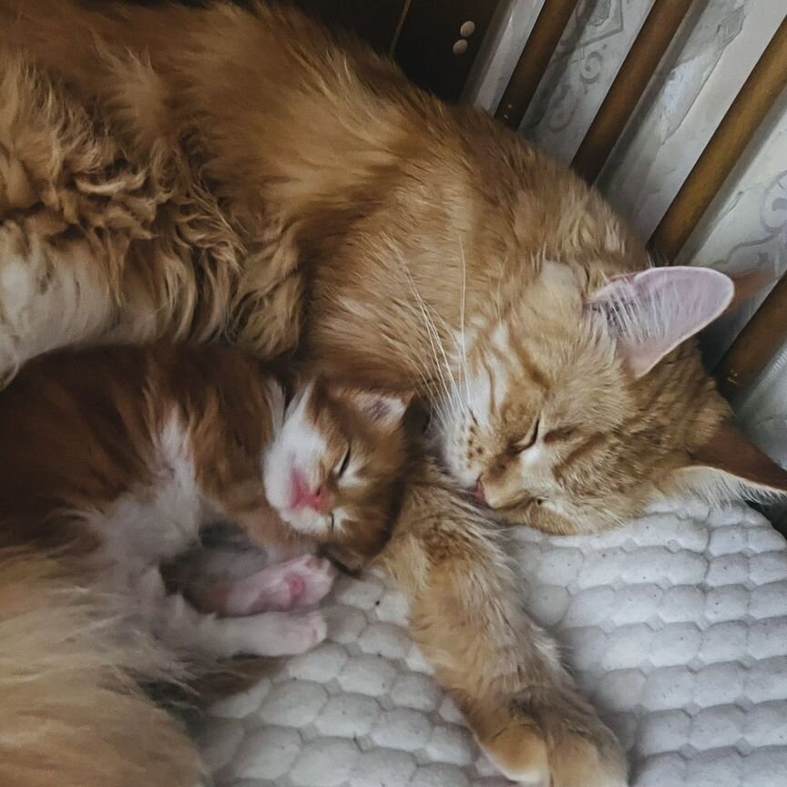 Котенок мейн кун девочка с документами