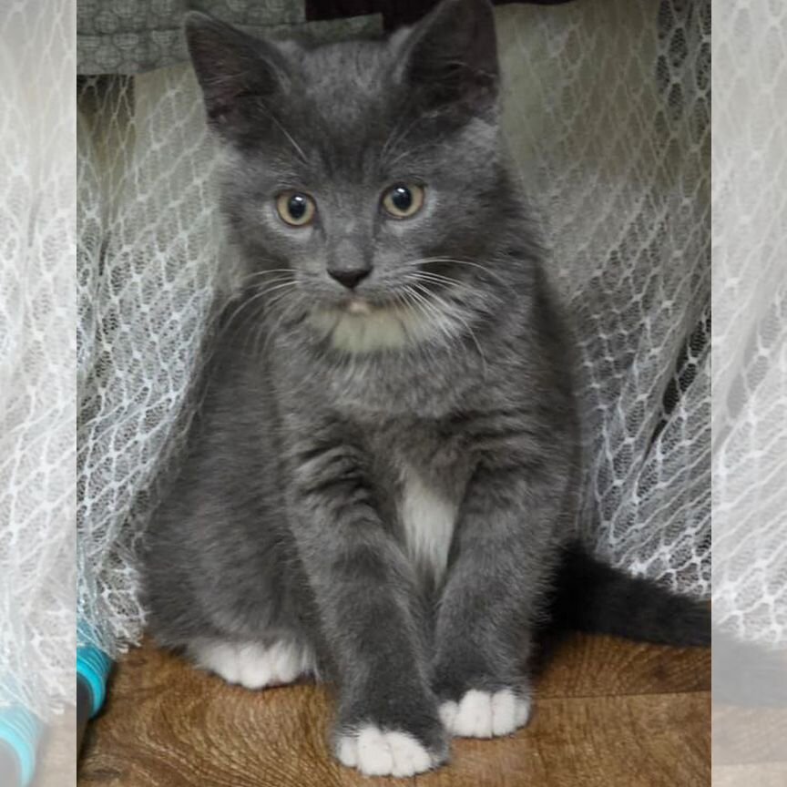 Шотландский вислоухий короткошёрстный котёнок