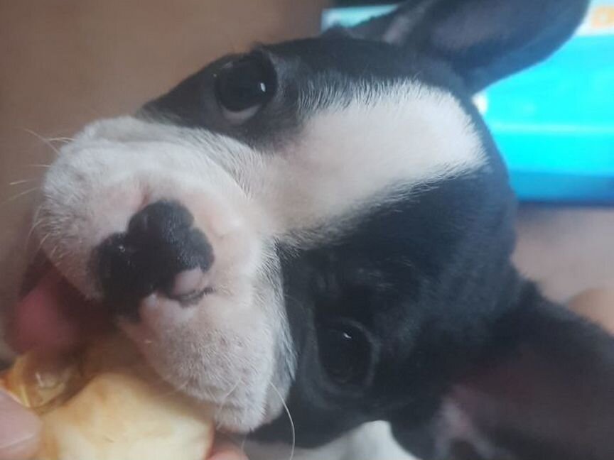 Продам французика